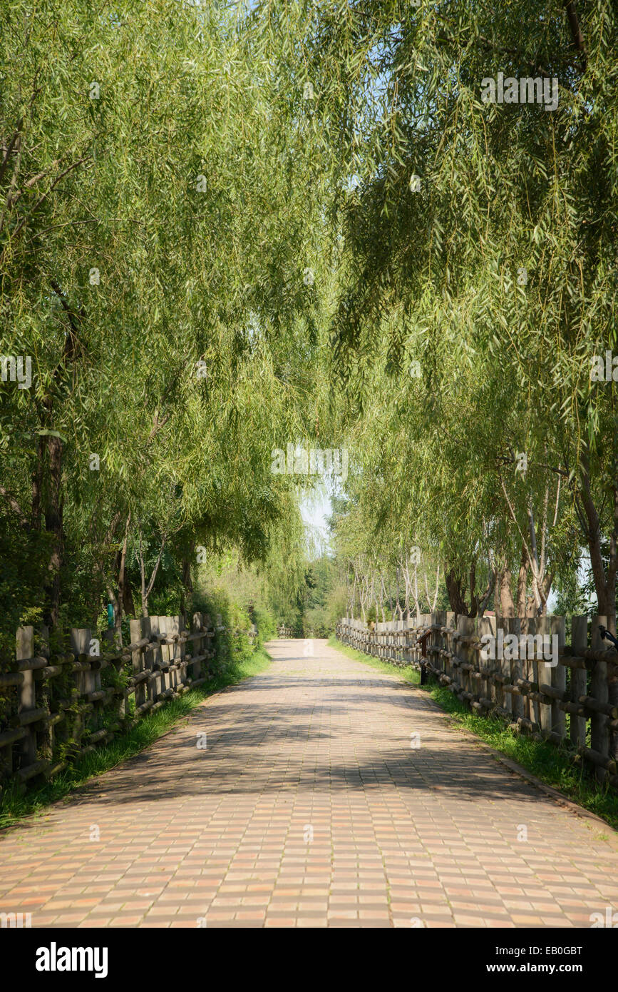 Wooden pathway in nature hi-res stock photography and images - Alamy