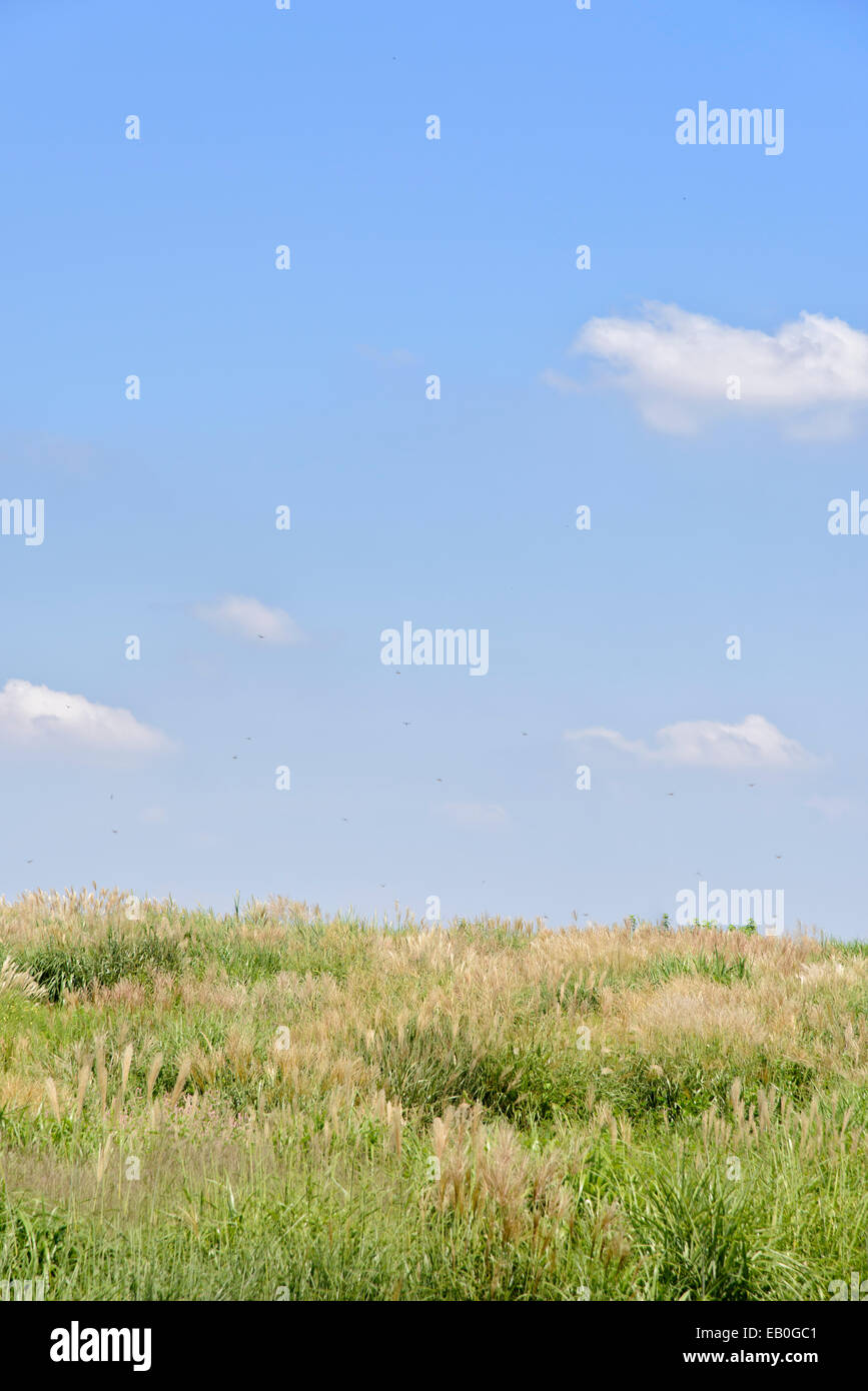 Blue grass field hi-res stock photography and images - Alamy