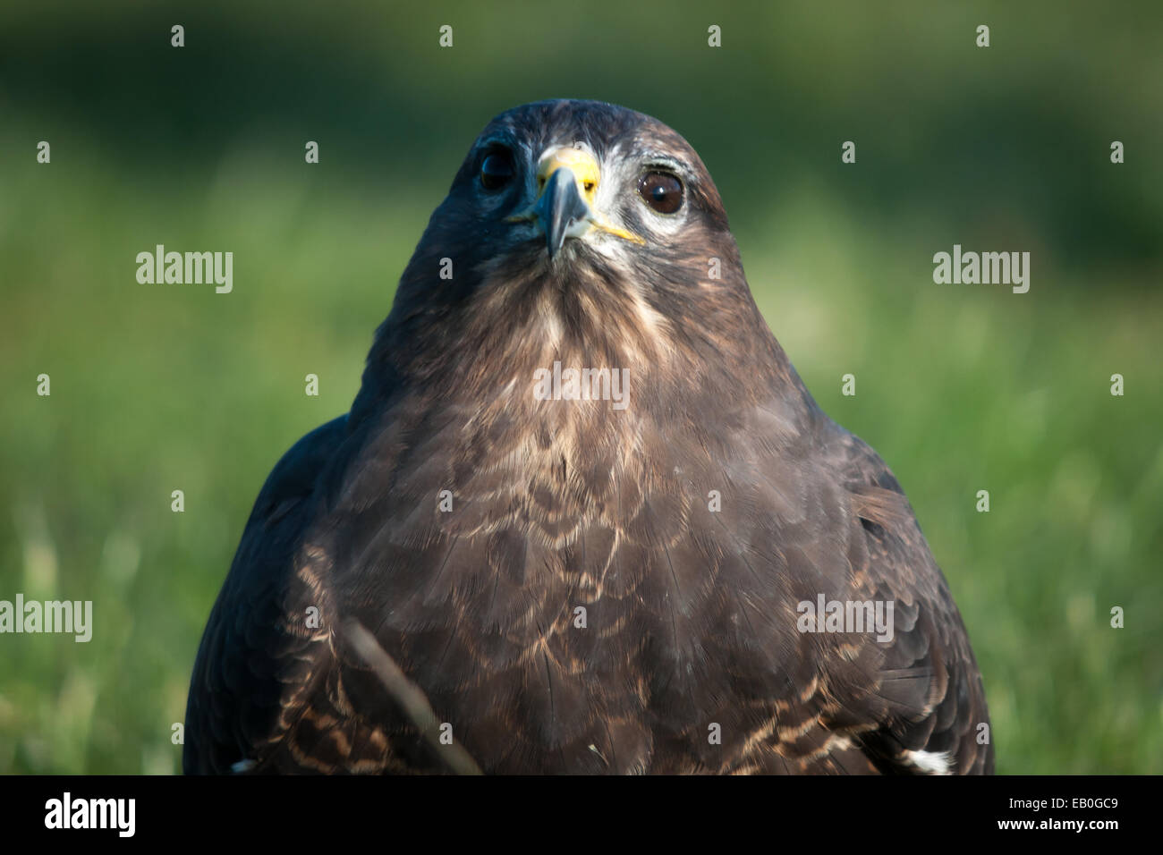 Wild buzzard uk hi-res stock photography and images - Alamy