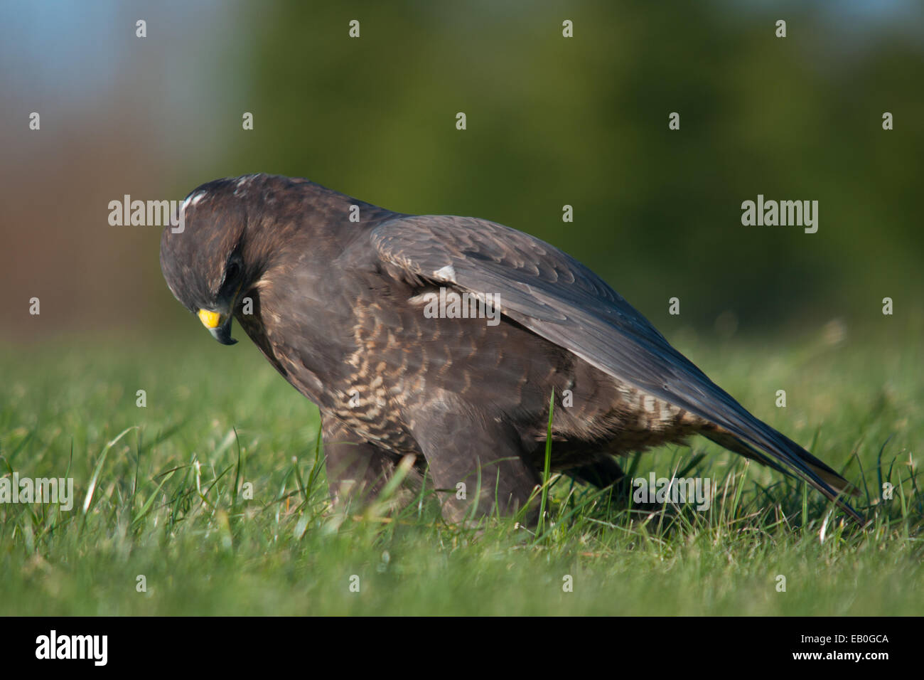 A Hunting UK Buzzard in long grass Stock Photo - Alamy