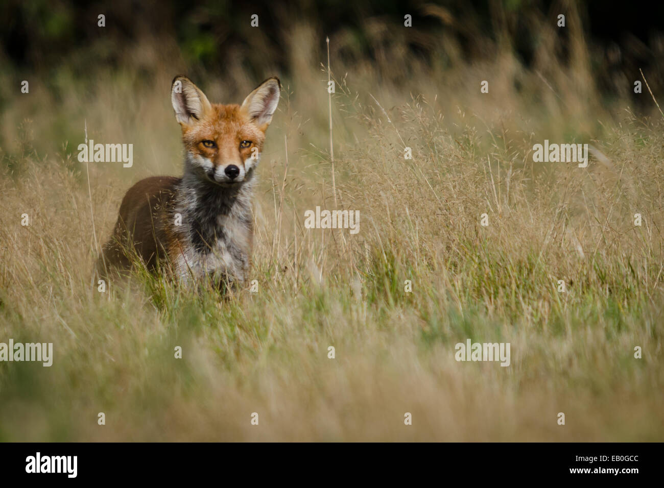 Daytime Hunting Red Fox Stock Photo - Alamy