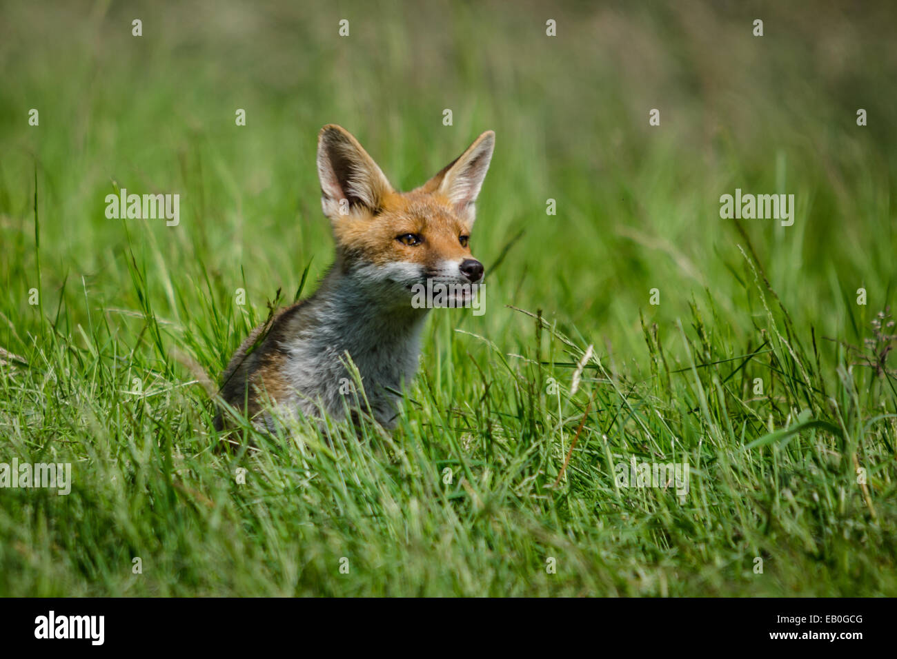 A British wild Red Fox Cub Stock Photo - Alamy