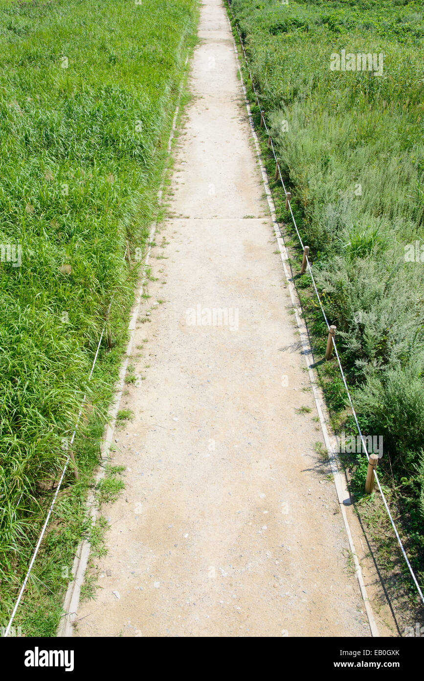 straight path in a silver grass field Stock Photo - Alamy