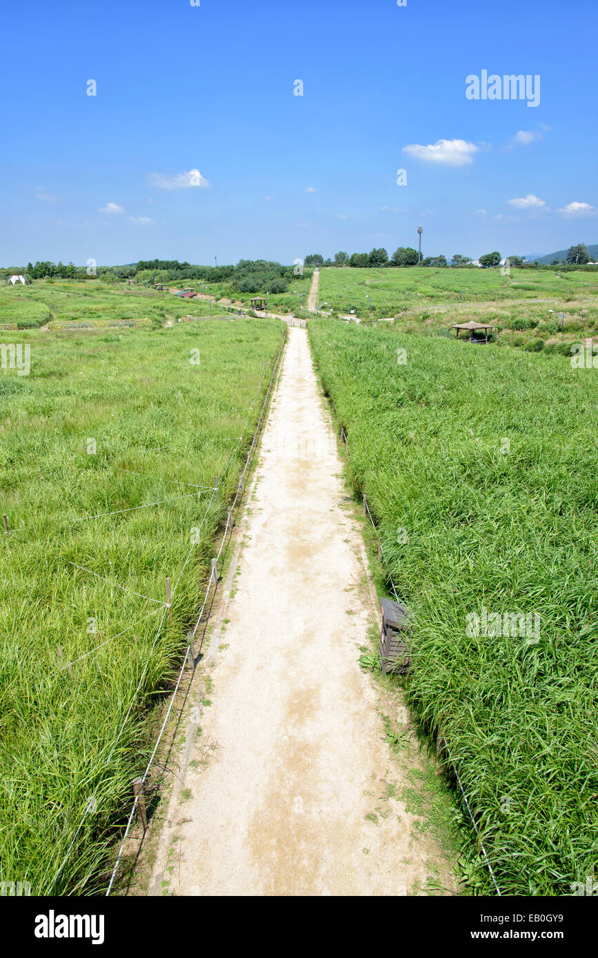 Straight grass hi-res stock photography and images - Alamy