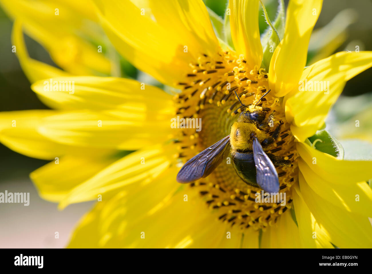 Bee in a sunflower hi-res stock photography and images - Alamy