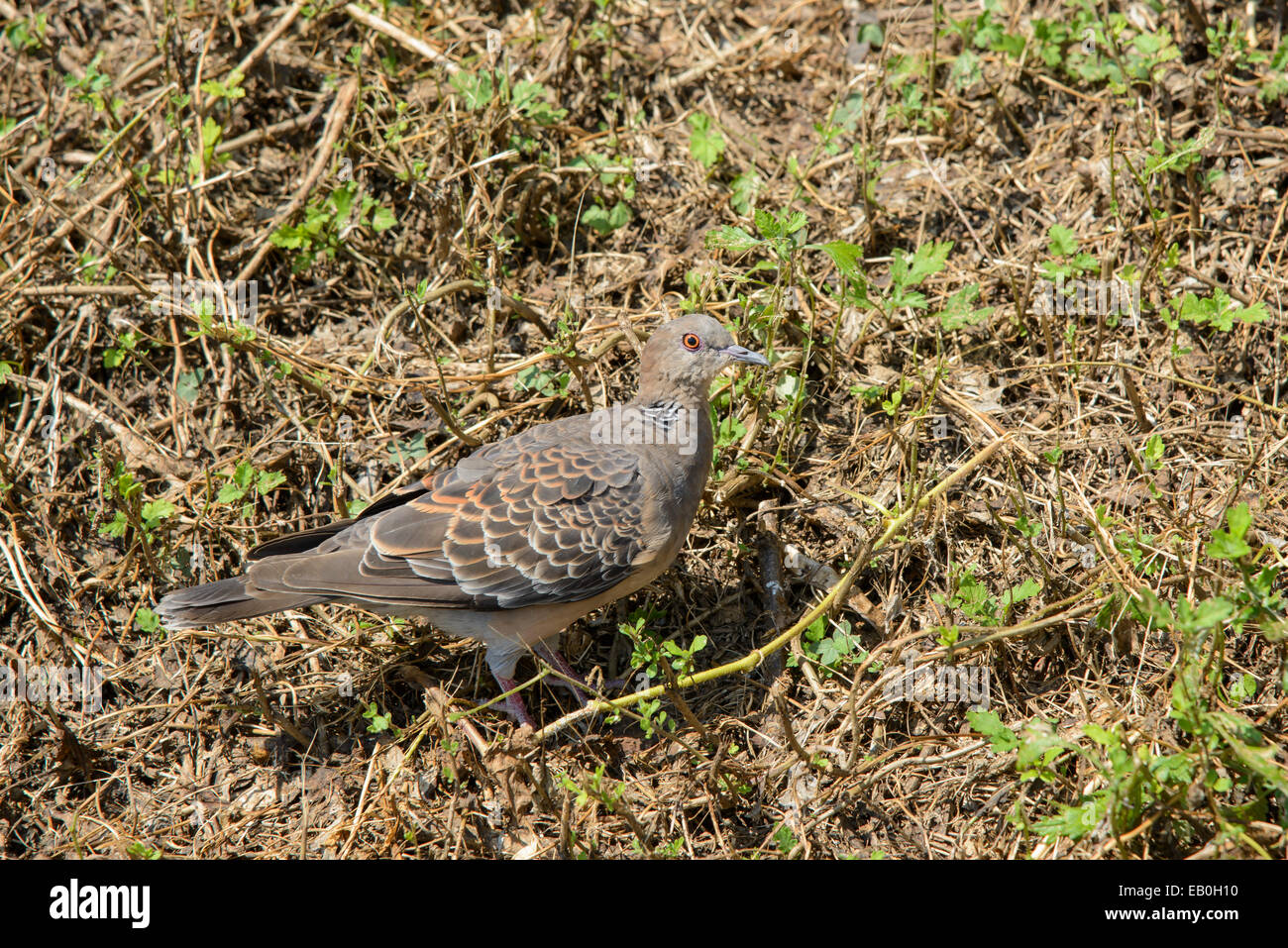Oriental turtle dove streptopelia orientalis hi-res stock photography ...