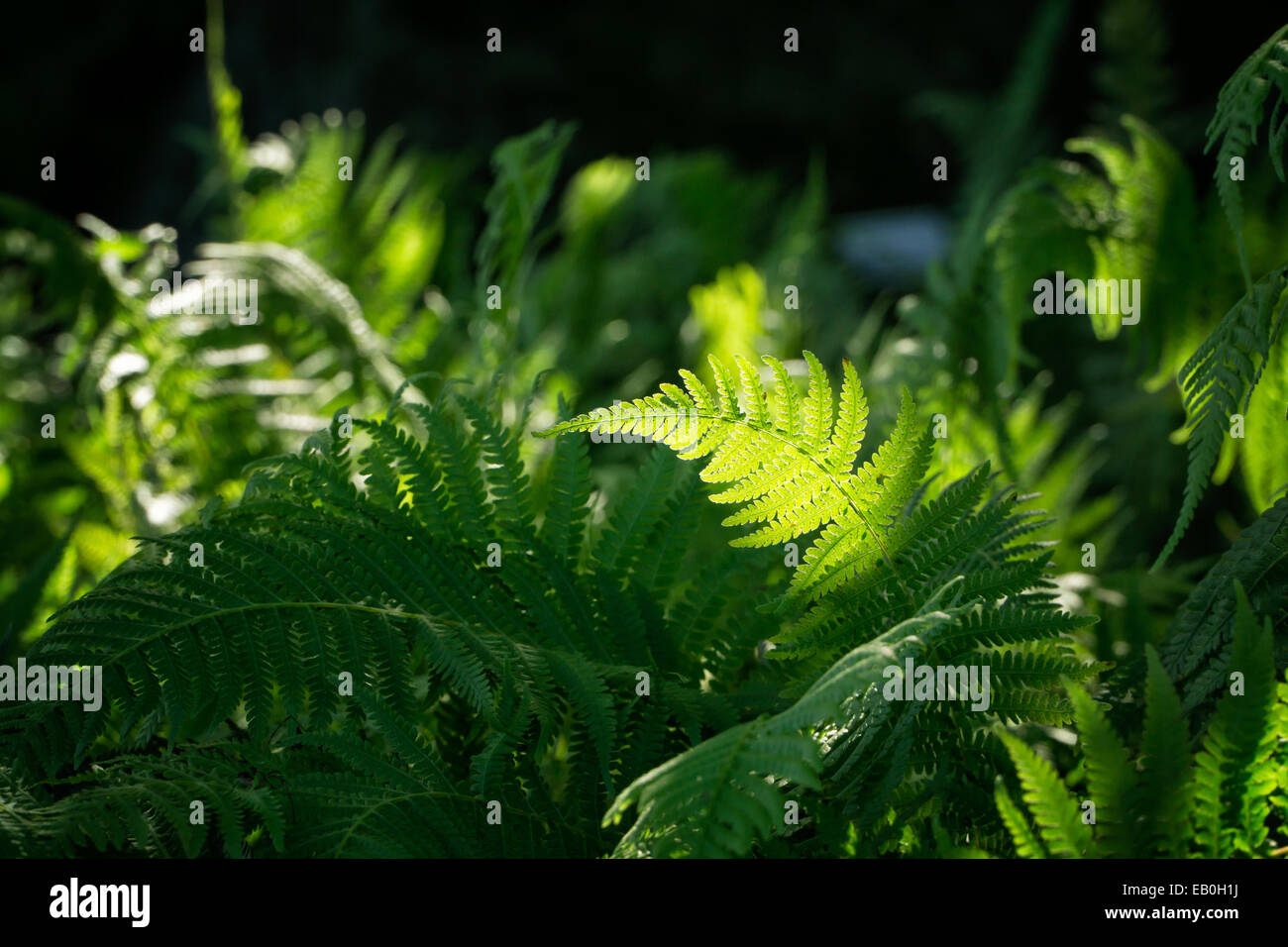 A kind of ferns in a field with ligh hi-res stock photography and ...