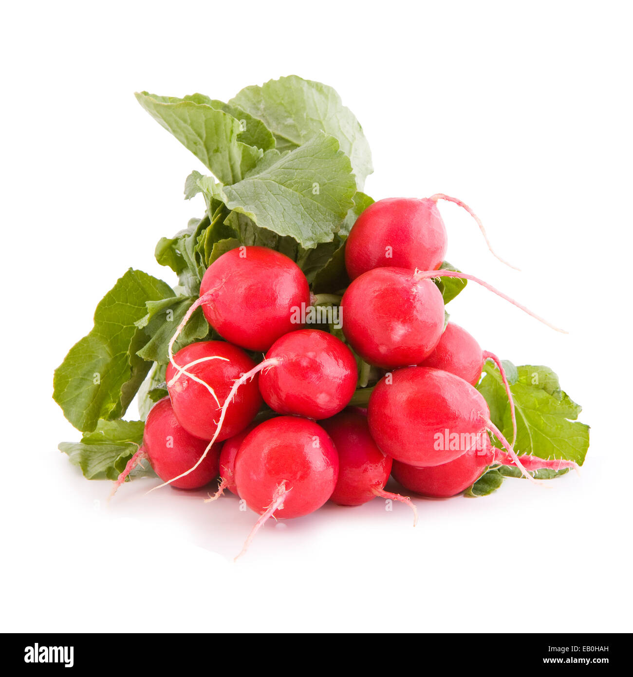 Bunch of red radish, vegetable isolated on white Stock Photo - Alamy