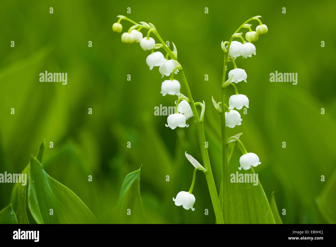 The lilies of the valley, small flowers, nature closeup Stock Photo - Alamy