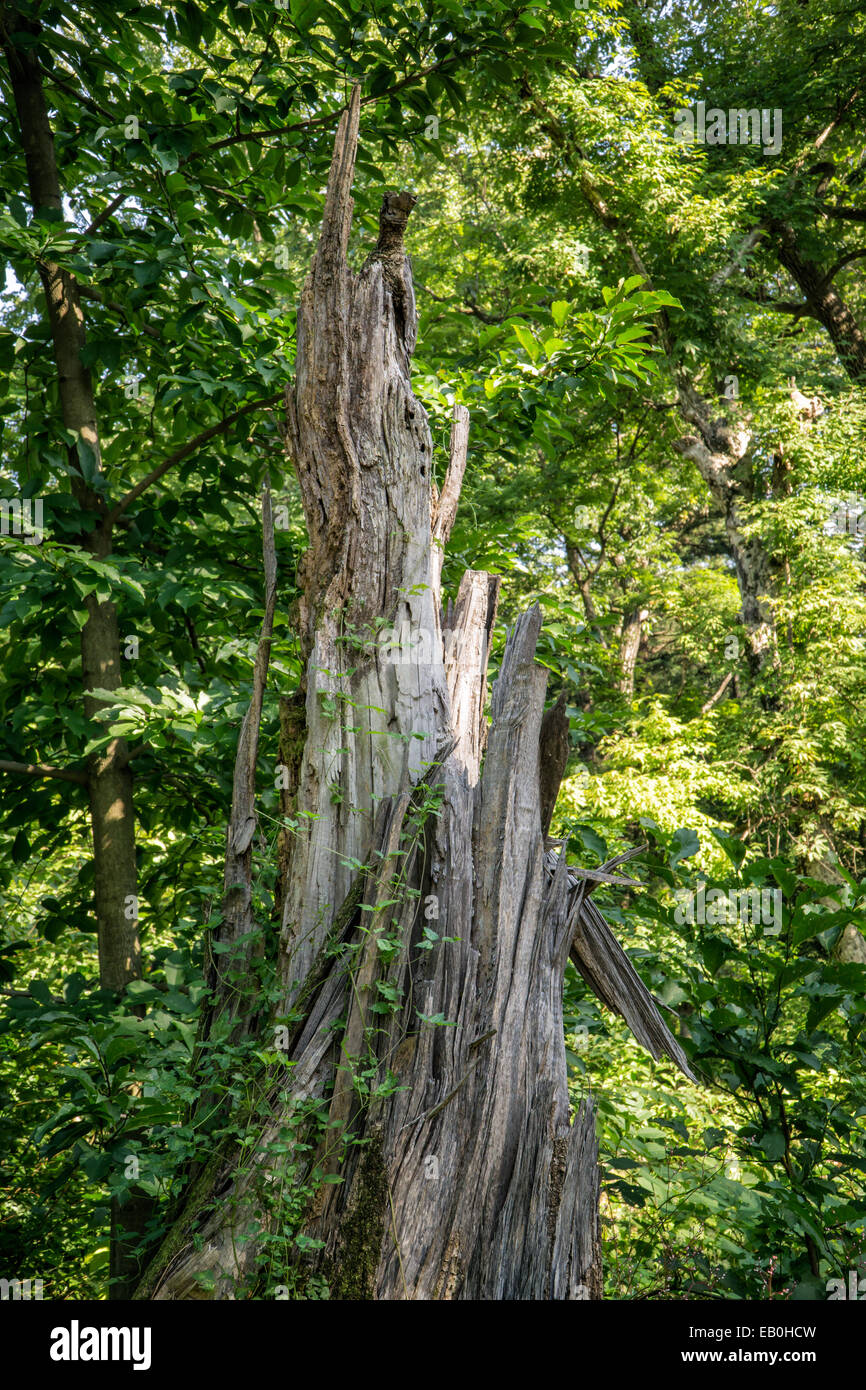 Dead and rotten tree hi-res stock photography and images - Alamy