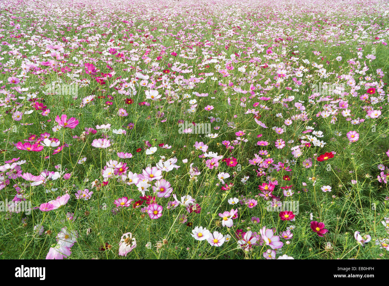 various color cosmos flowers in a field Stock Photo - Alamy