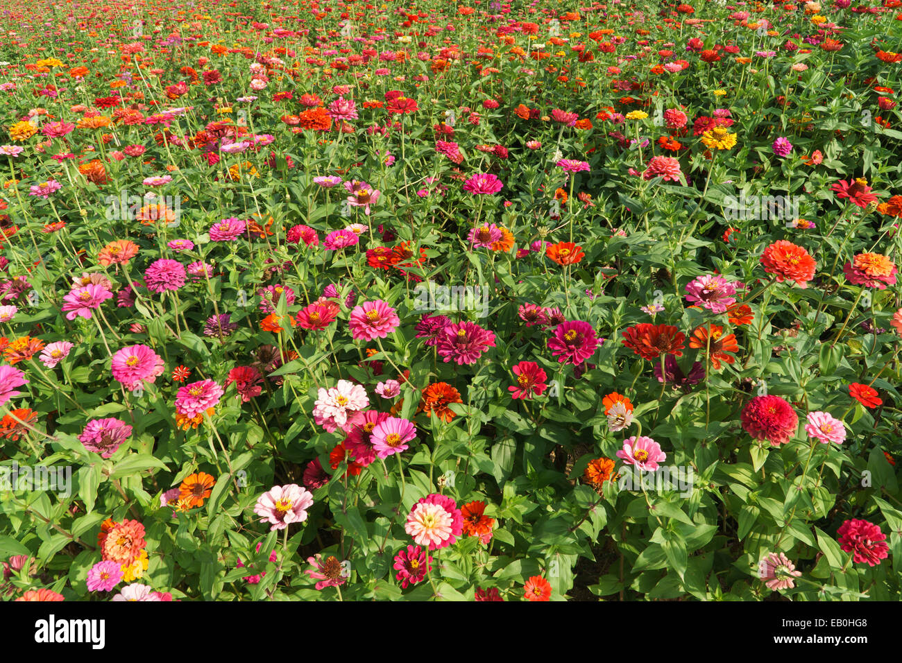 various color zinnia elegans flowers in a field Stock Photo - Alamy