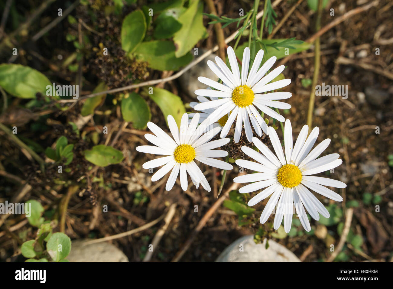 Chrysanthemum in park hi-res stock photography and images - Alamy