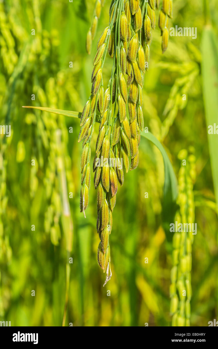 Rice spike in the rice field Stock Photo - Alamy