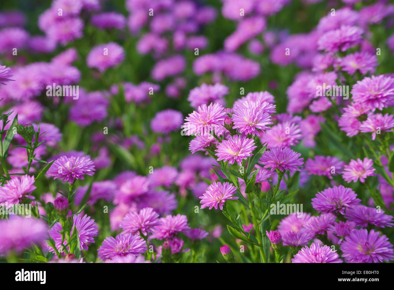 Purple field flowers hi-res stock photography and images - Alamy