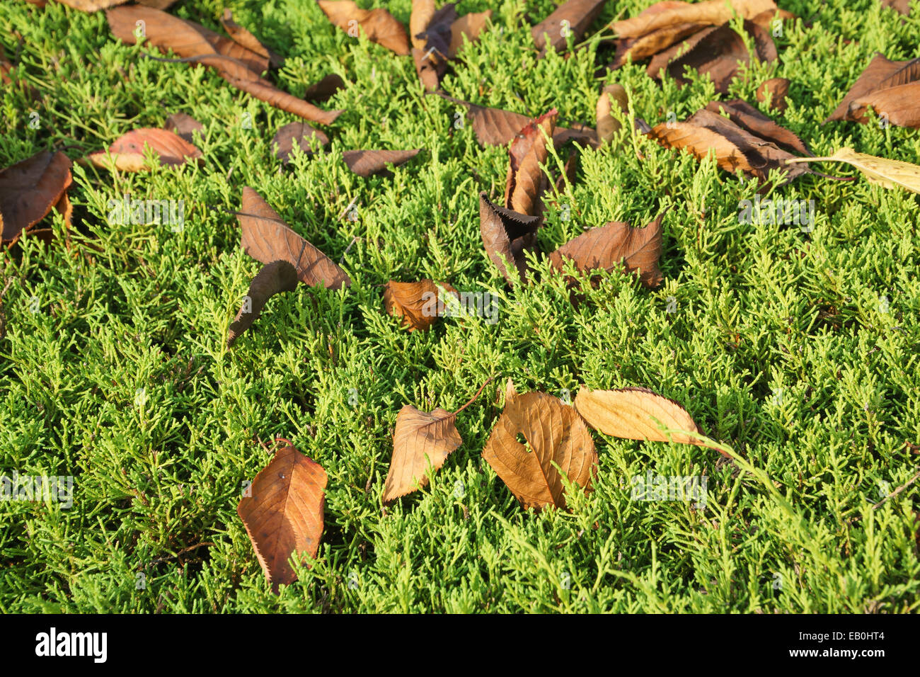 Fallen leaves on park hi-res stock photography and images - Alamy