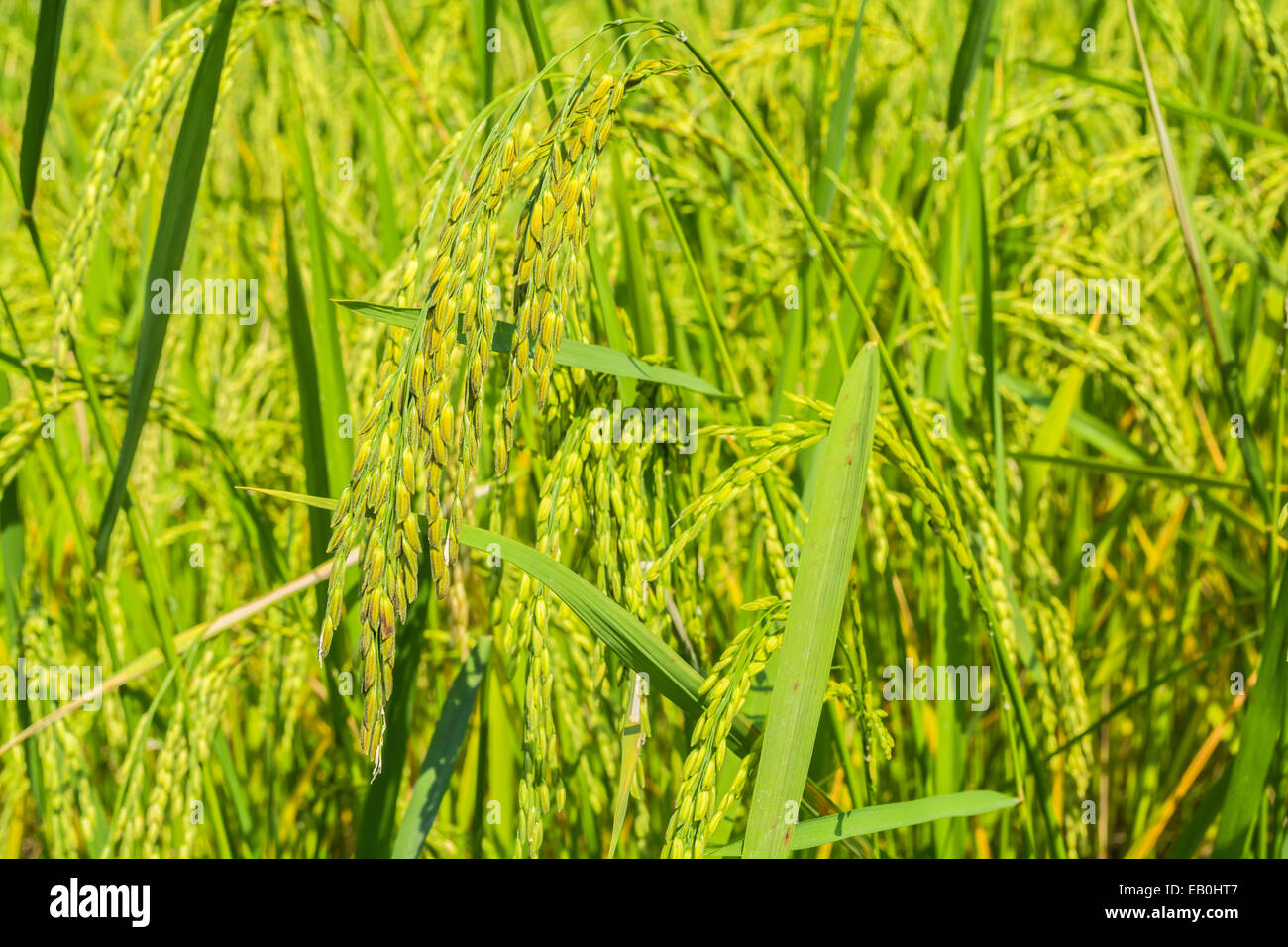 Rice spike in the rice field Stock Photo - Alamy