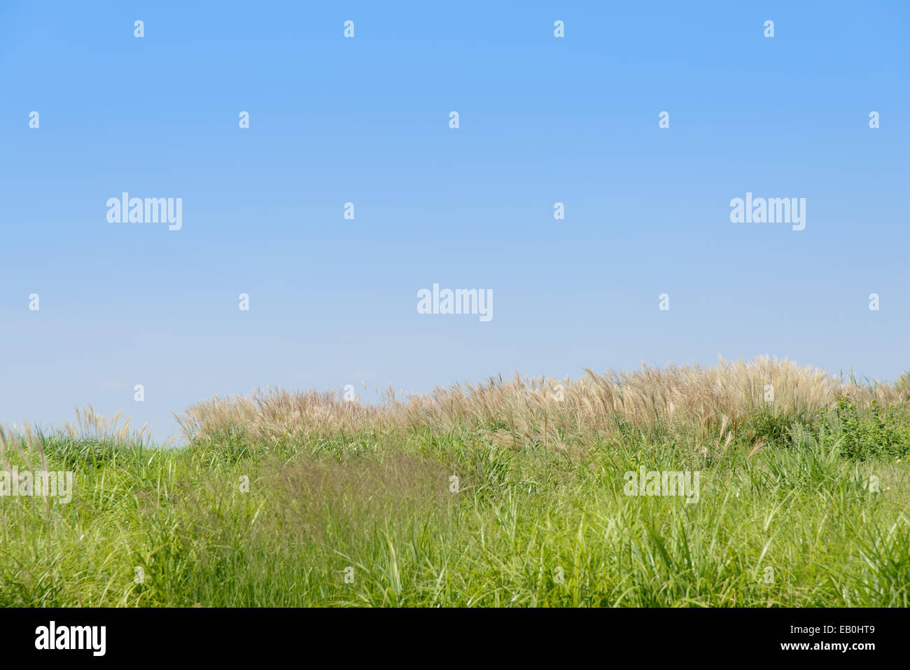 Blank field hi-res stock photography and images - Alamy