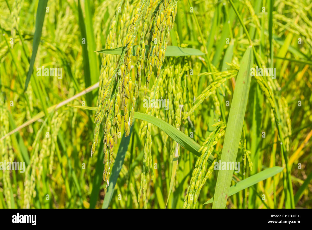 Rice spike in the rice field Stock Photo - Alamy