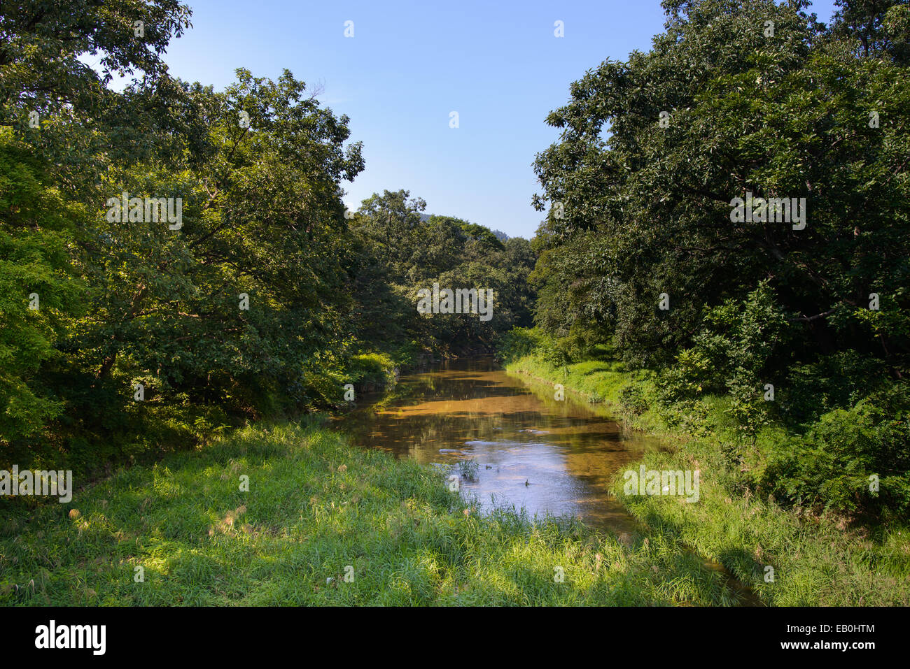 Korean forest hi-res stock photography and images - Alamy