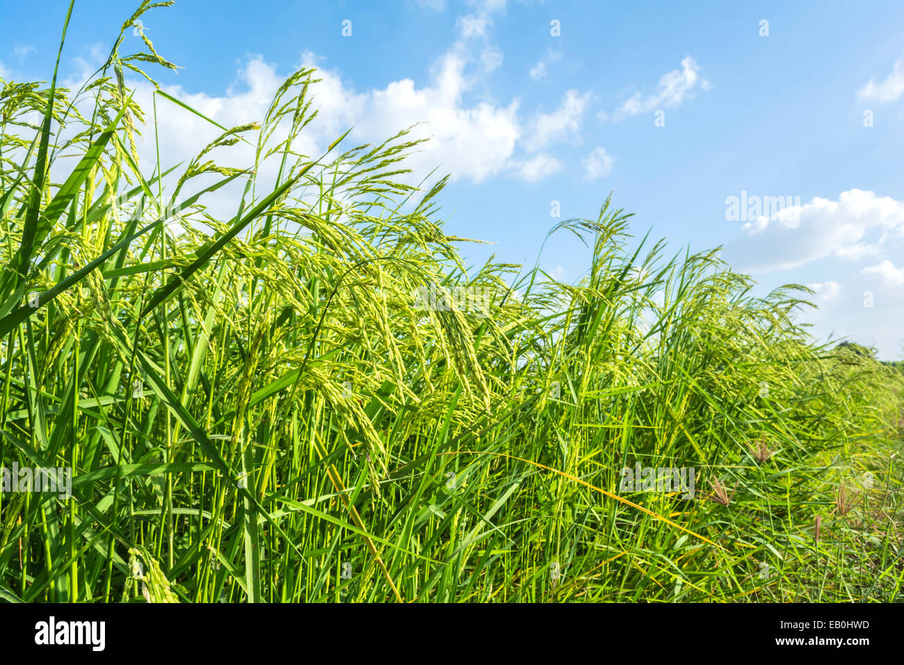 view of rice field with the sky Stock Photo - Alamy