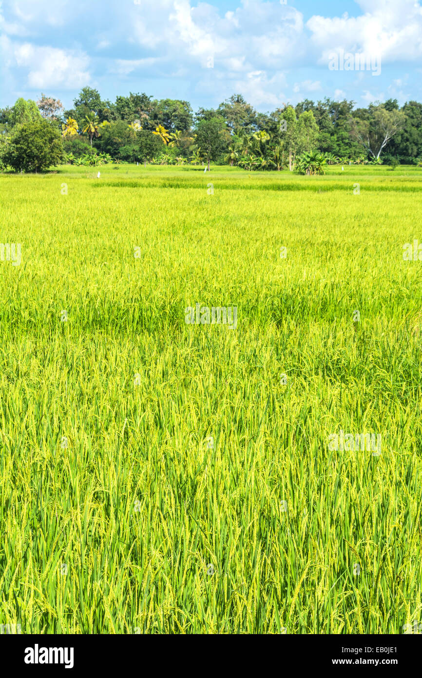 view of rice field with the sky Stock Photo - Alamy
