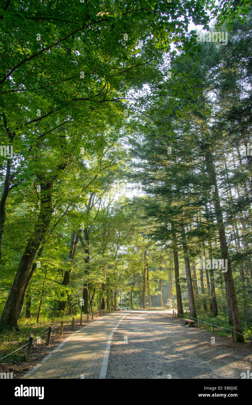 road in a forest with bright sunshine Stock Photo - Alamy