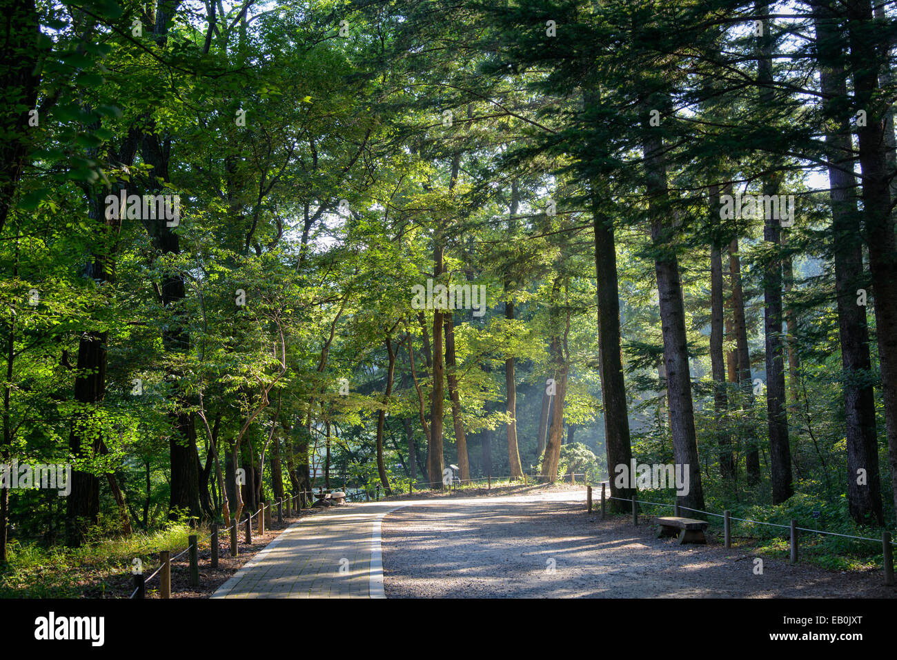 road in a forest with bright sunshine Stock Photo - Alamy