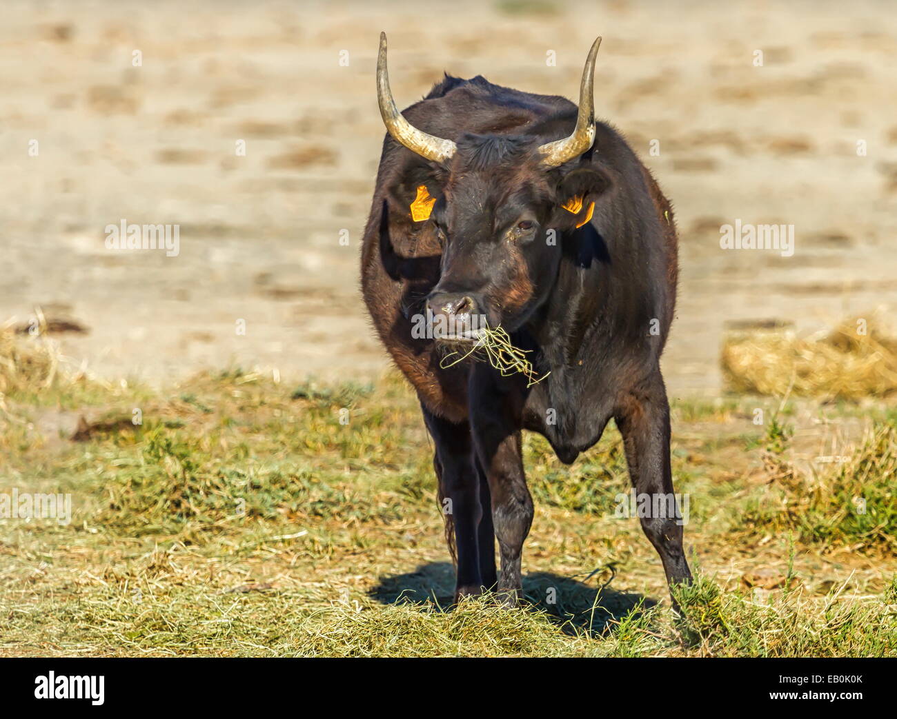 Camargue cattle breed in a meadow, France Stock Photo - Alamy