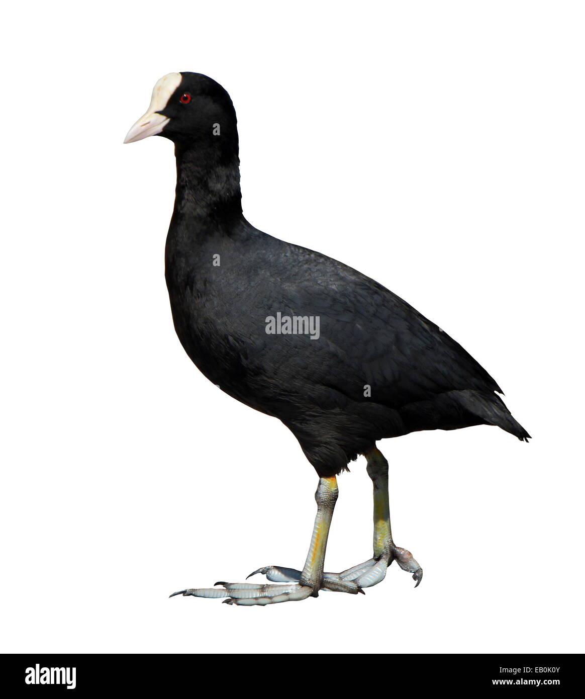 Walking eurasian coot, fulica atra, isolated in white background Stock ...