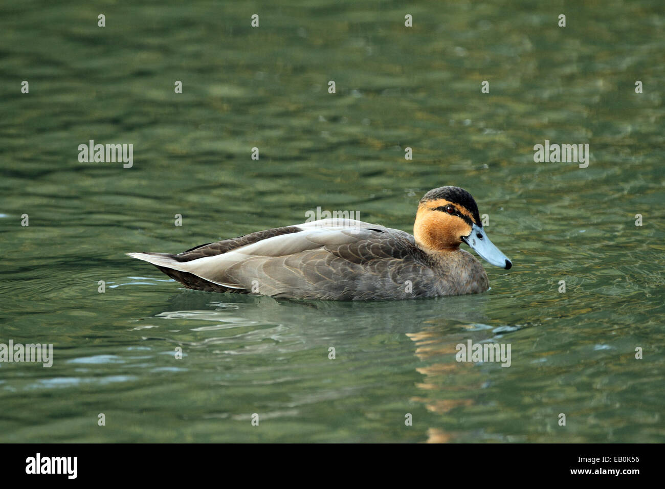 Philippine duck hi-res stock photography and images - Alamy