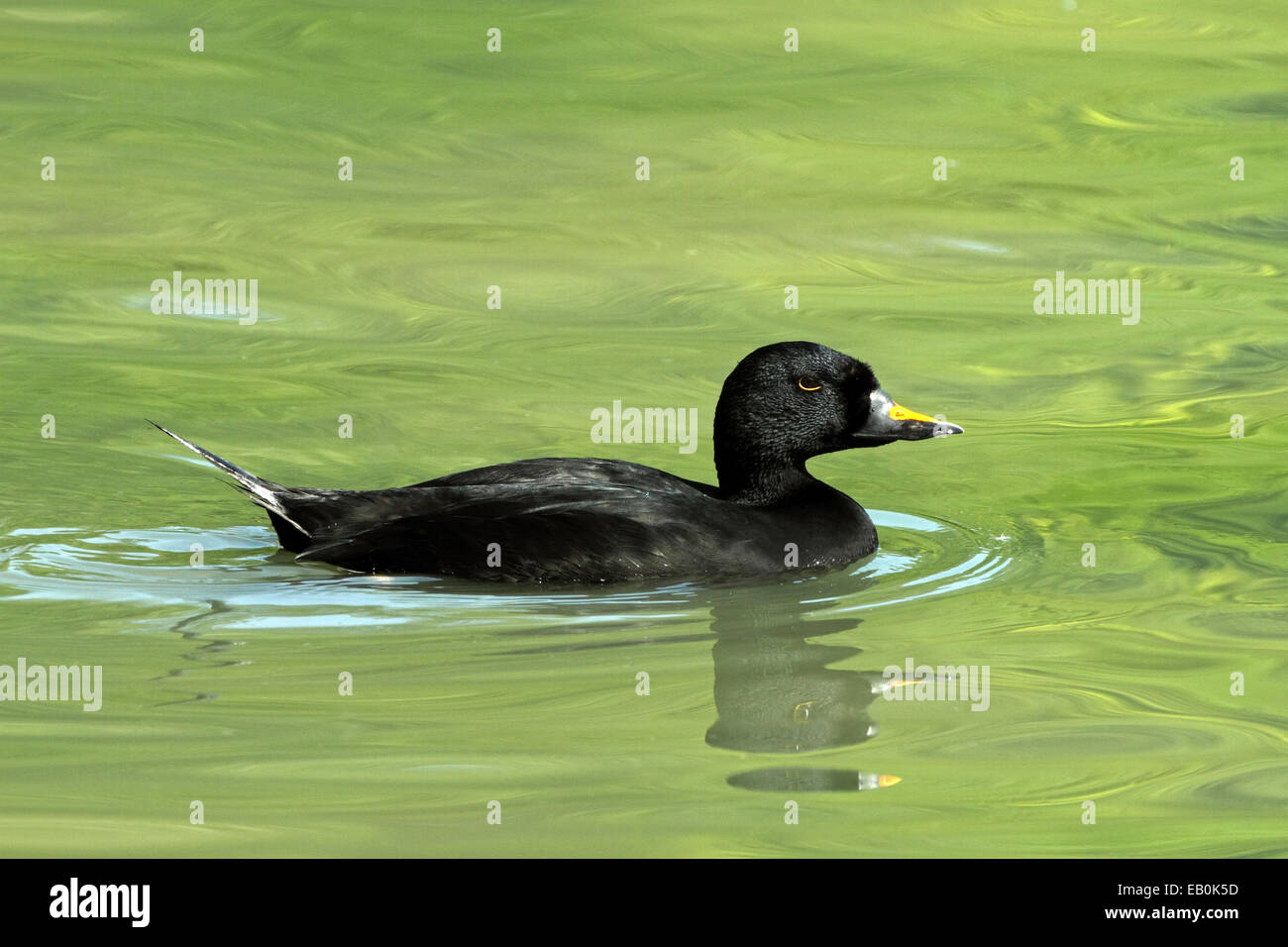 Common scoter duck hi-res stock photography and images - Alamy