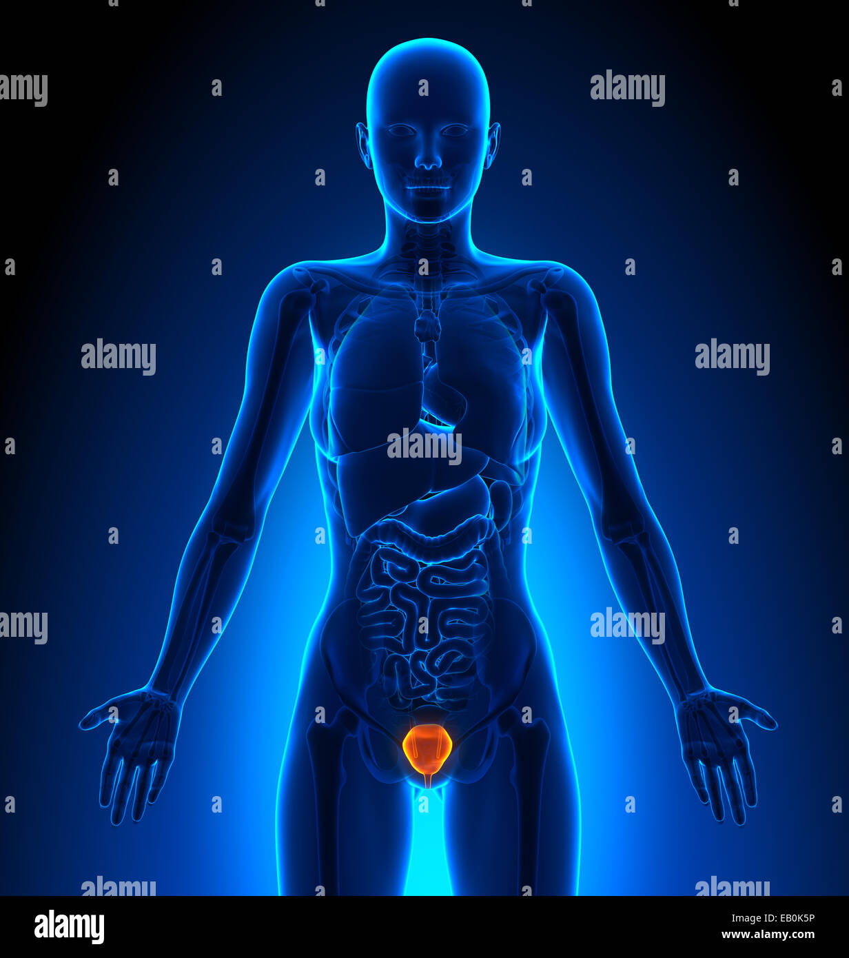 female-bladder-anatomy