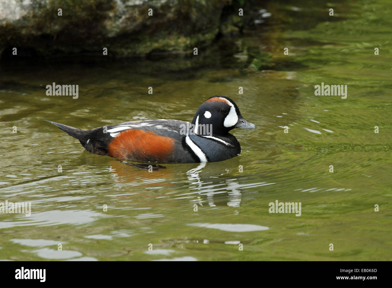 Eastern Harlequin Duck (Histrionicus histrionicus histrionicus Stock ...