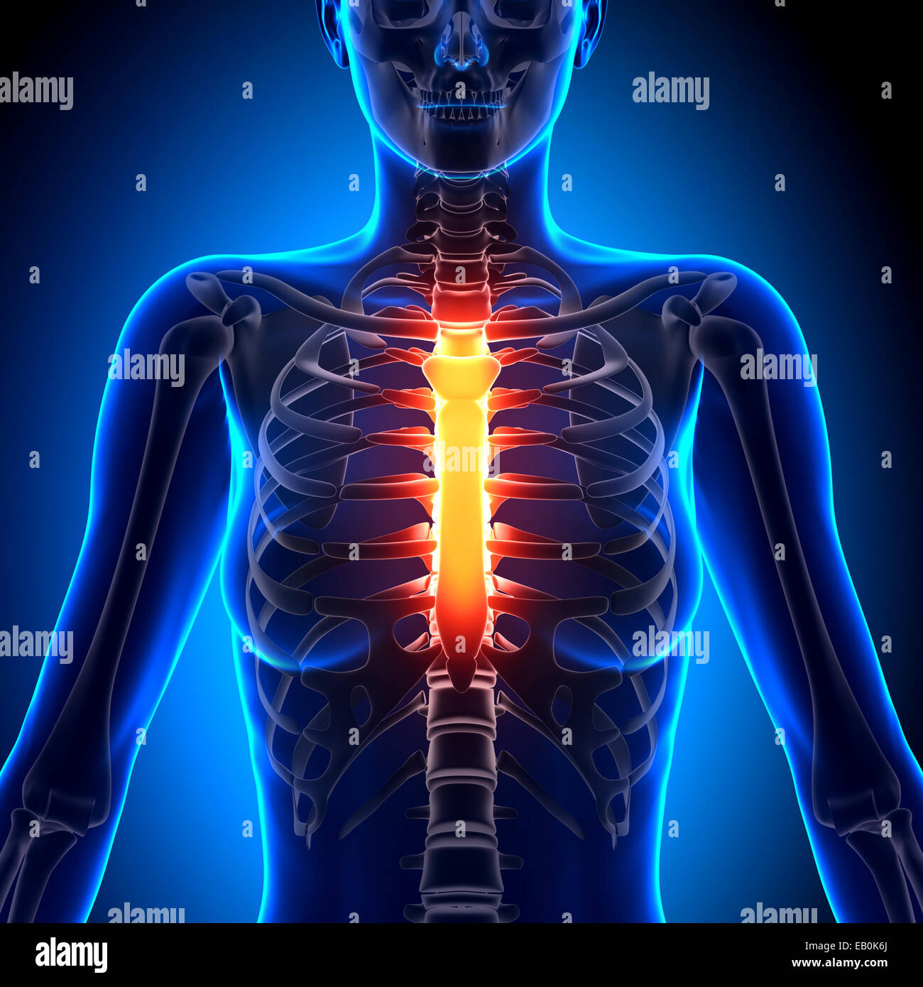 Female thorax anatomy hi-res stock photography and images - Alamy