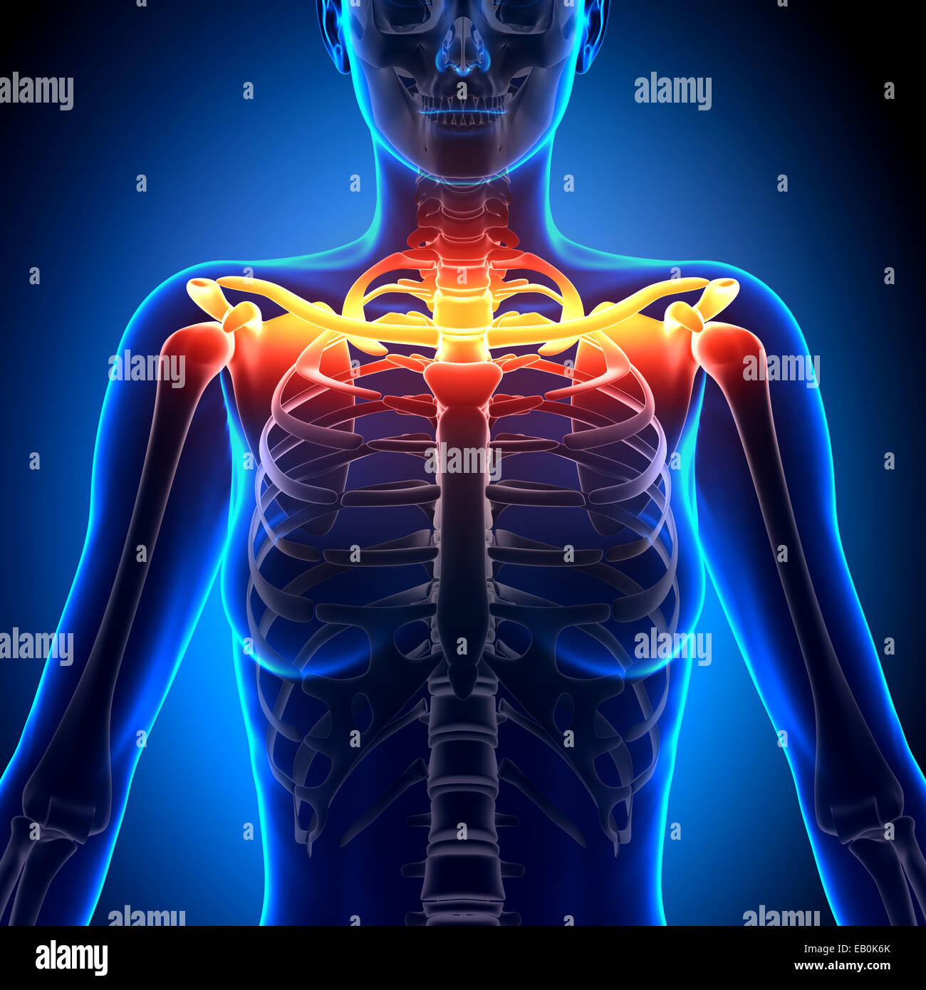 Human collar bone hi-res stock photography and images - Alamy