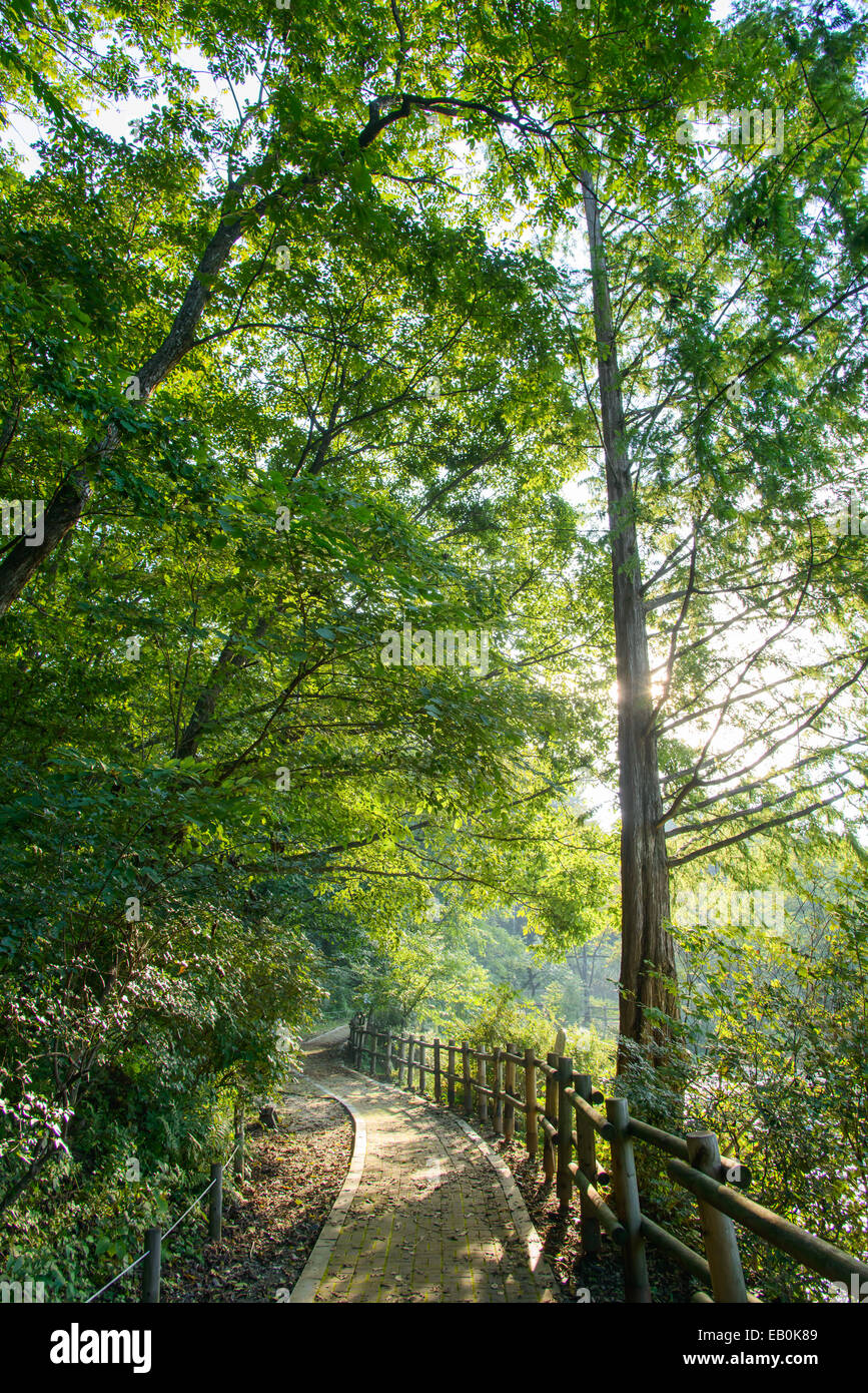 Pathway in green forest hi-res stock photography and images - Alamy