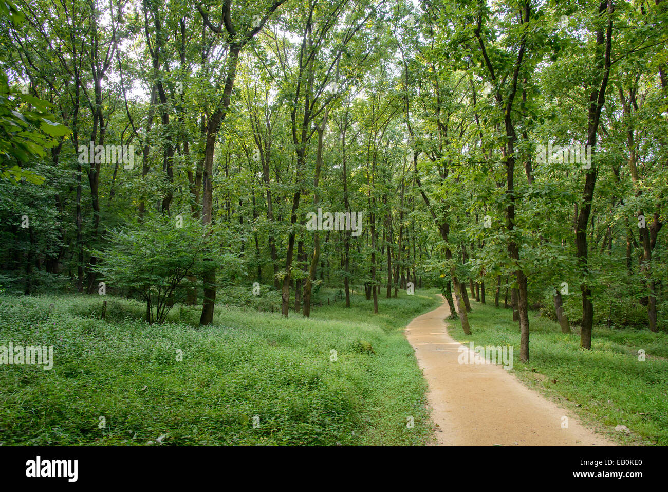 Dirt road trail path through hi-res stock photography and images - Alamy