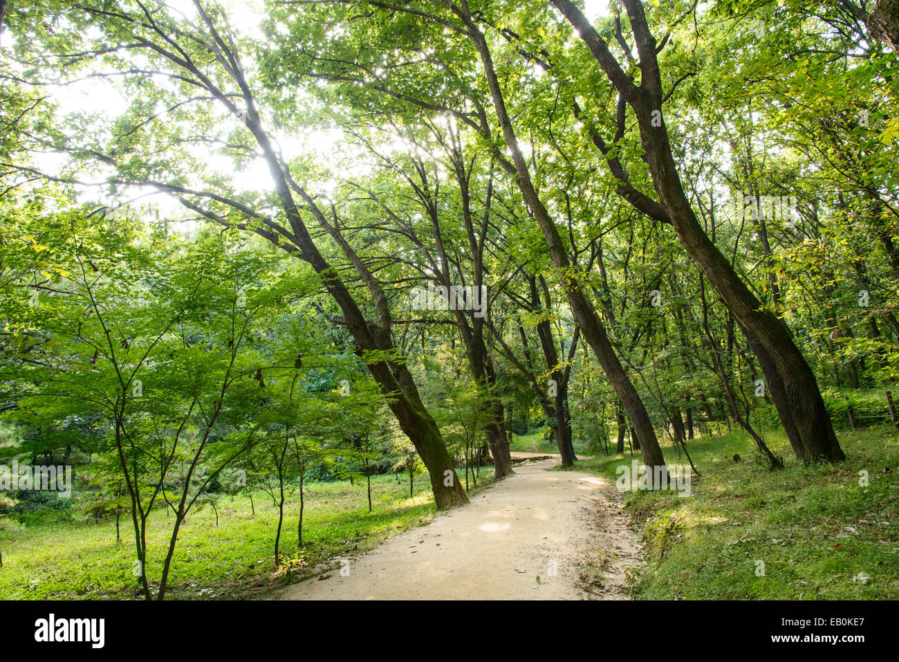 Country path in summer hi-res stock photography and images - Alamy