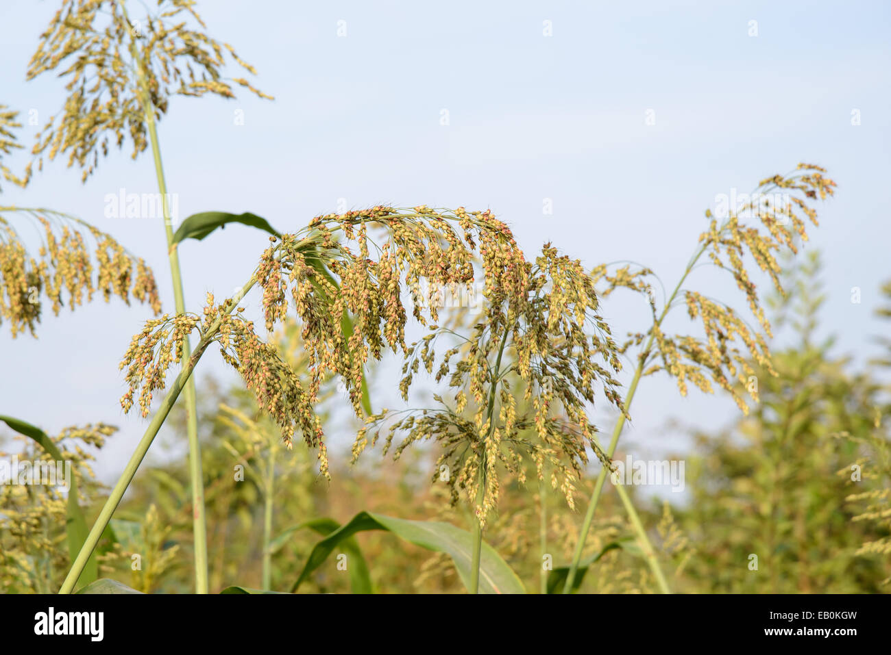 reipen sorghum stalks in a field in summer Stock Photo - Alamy