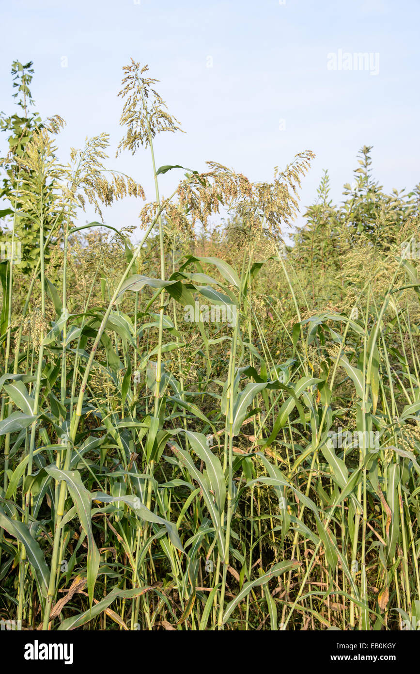 Stalks summer hi-res stock photography and images - Alamy