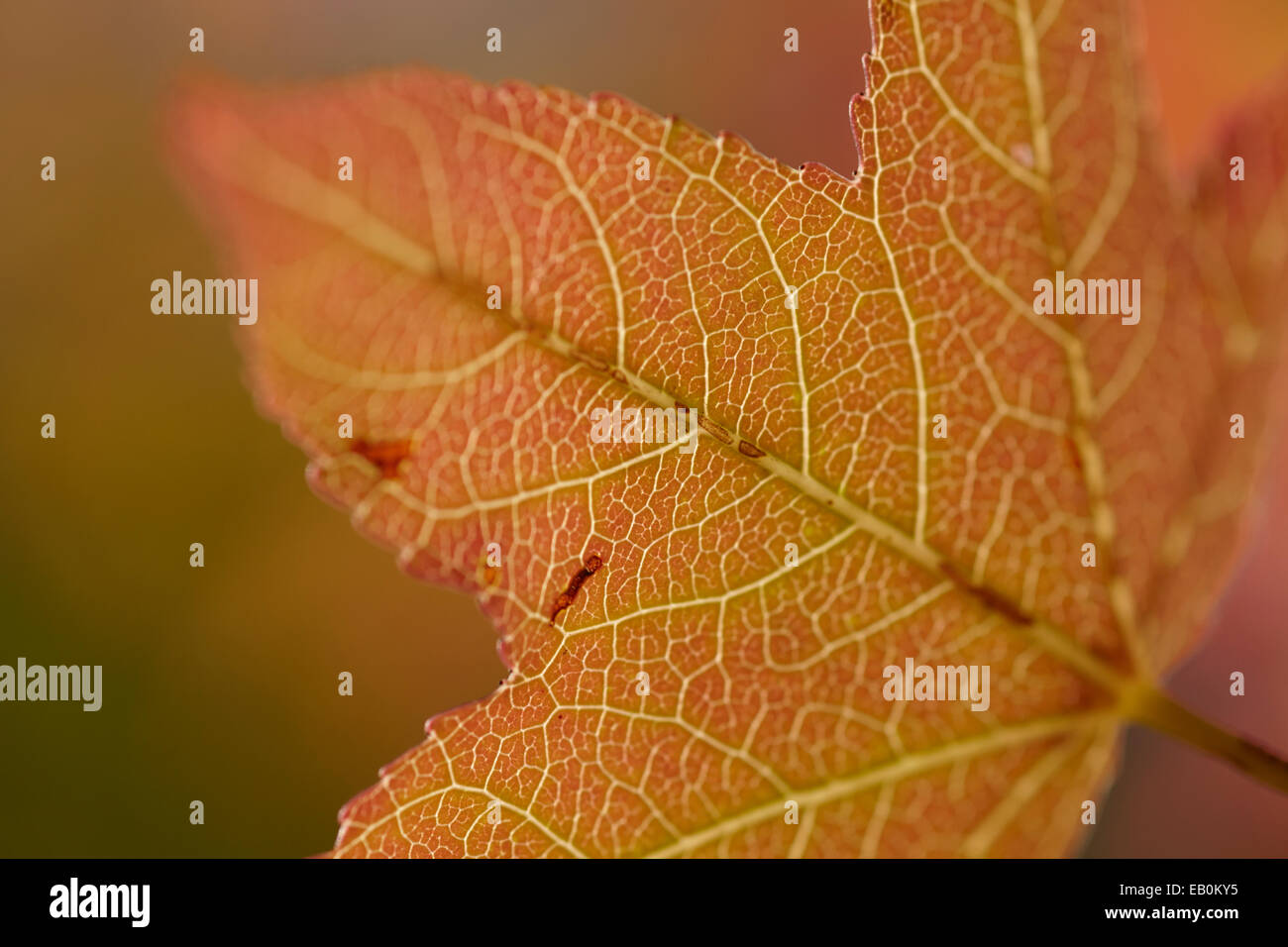 New jersey east orange hi-res stock photography and images - Alamy