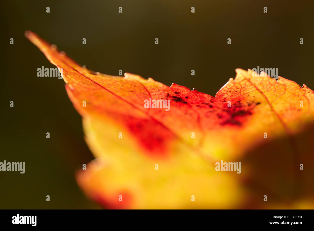 Autumn Leaves, New Jersey, USA Stock Photo - Alamy