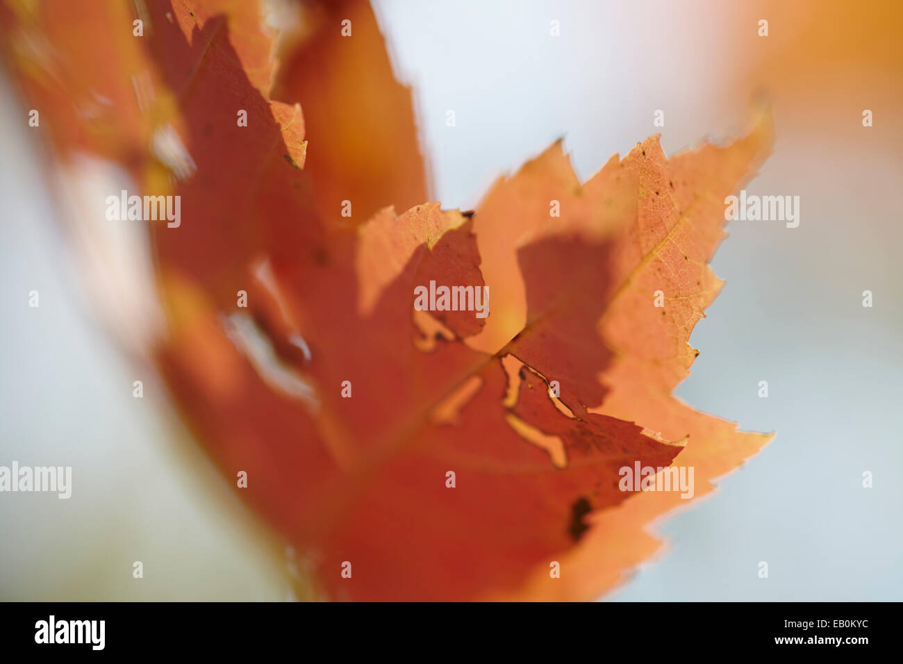 Autumn Leaves, New Jersey, USA Stock Photo - Alamy