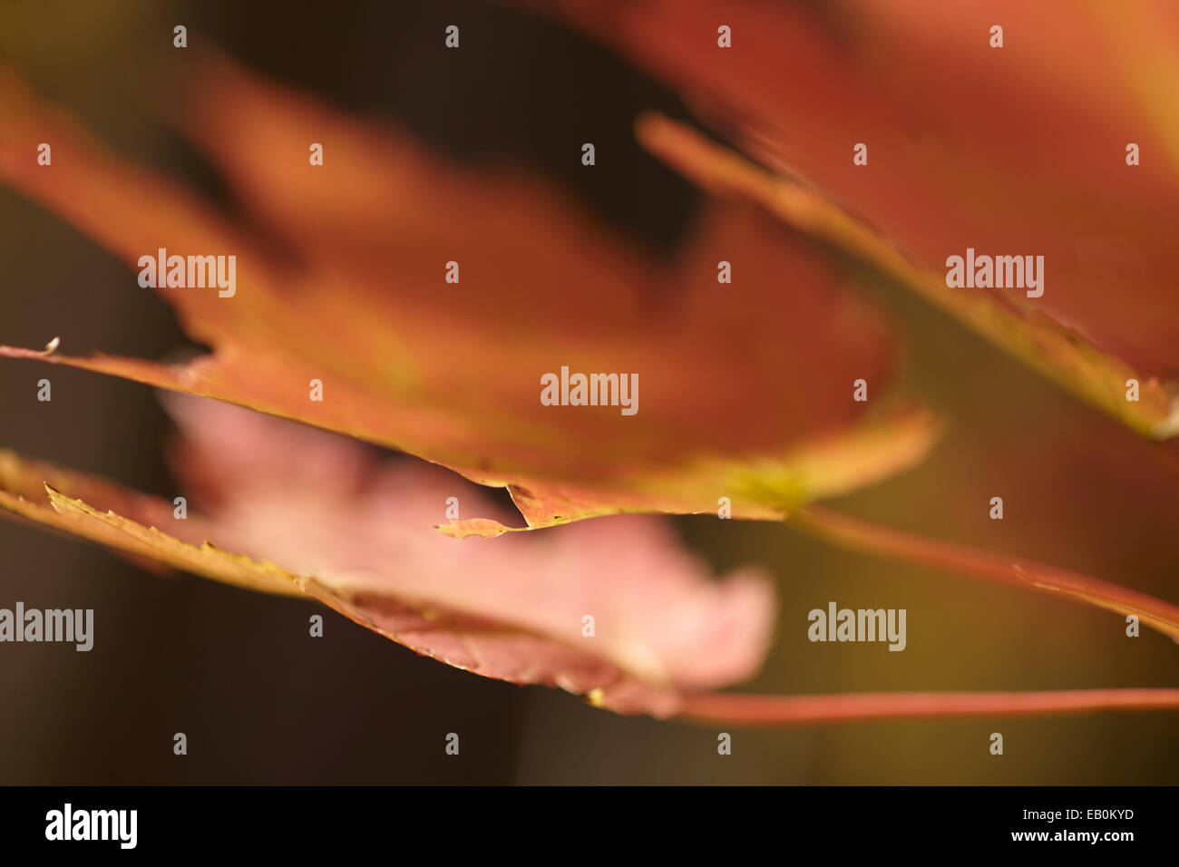 Icon iconic scene leaf leaves hi-res stock photography and images - Alamy