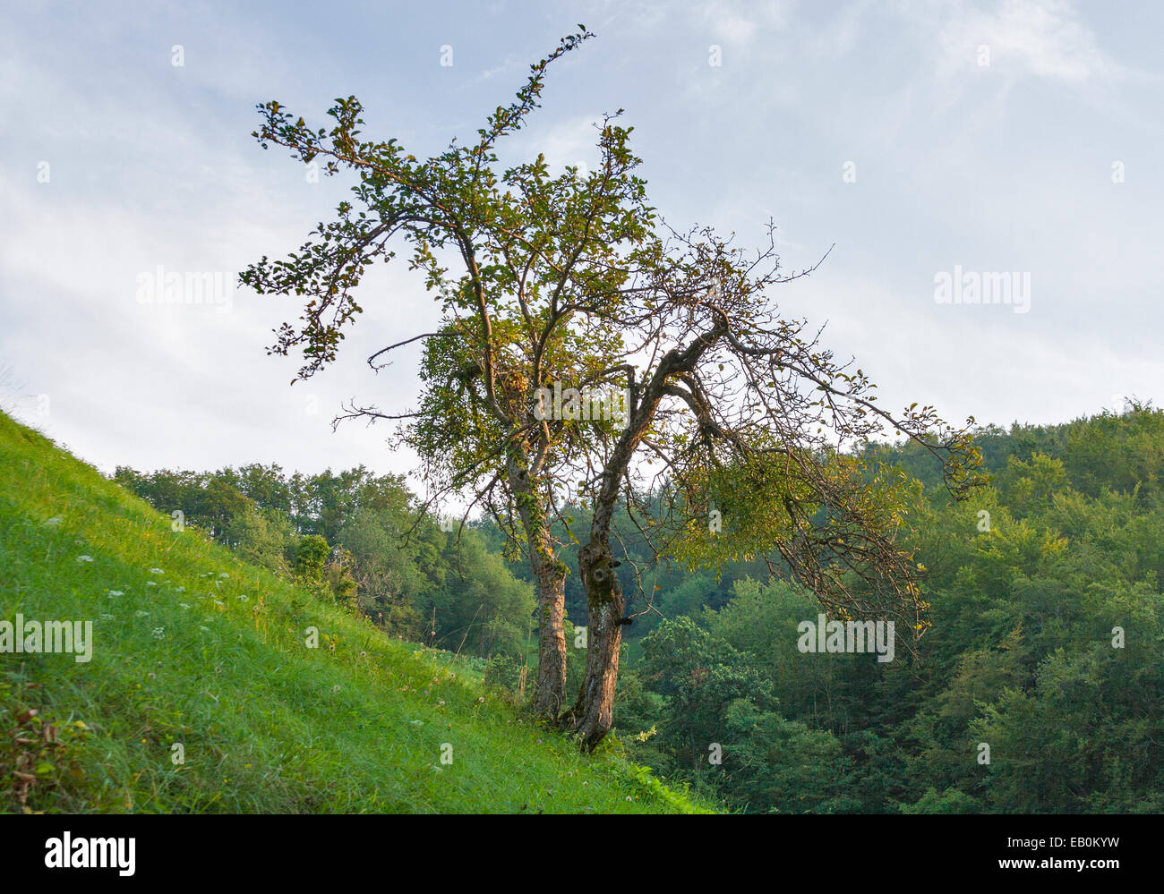 lonely crooked tree growing on a hillside in front of a forest in ...