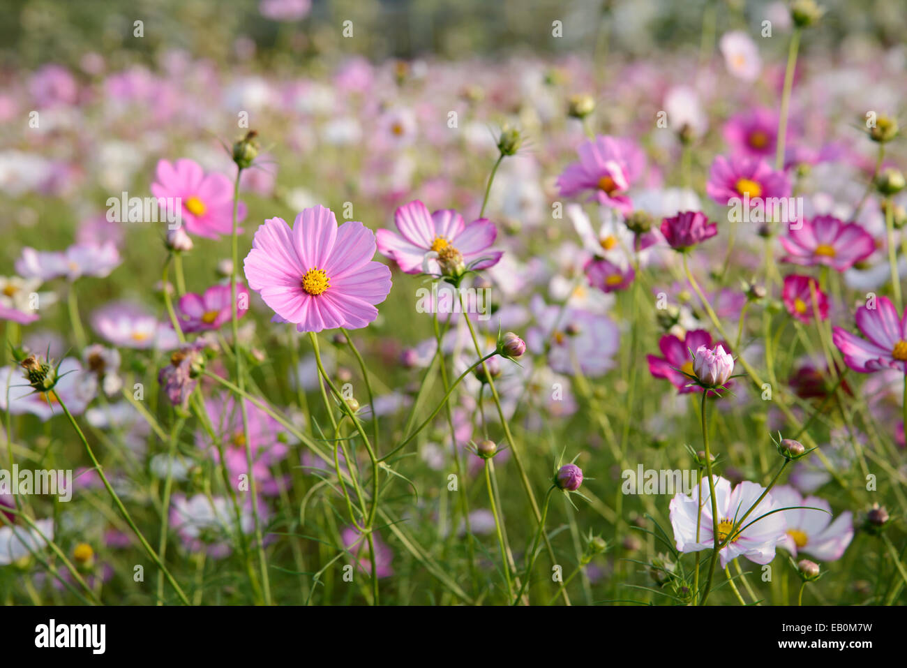 various color cosmos flowers in a field Stock Photo - Alamy