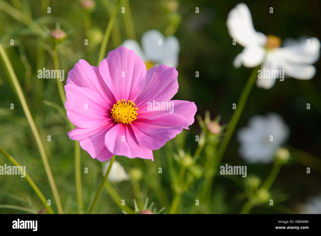Cosmos flower field hi-res stock photography and images - Alamy
