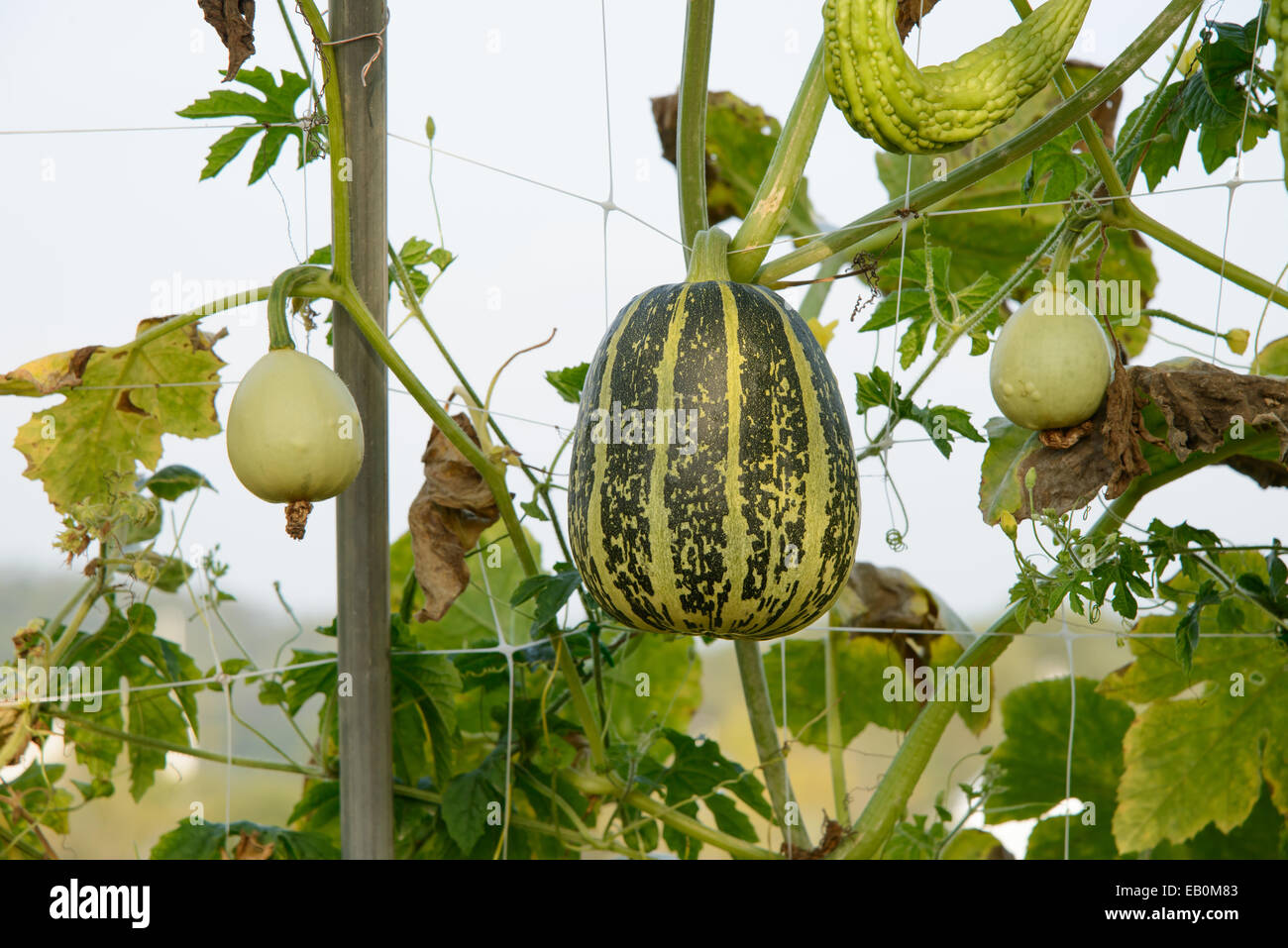 Striped gourd hi-res stock photography and images - Alamy