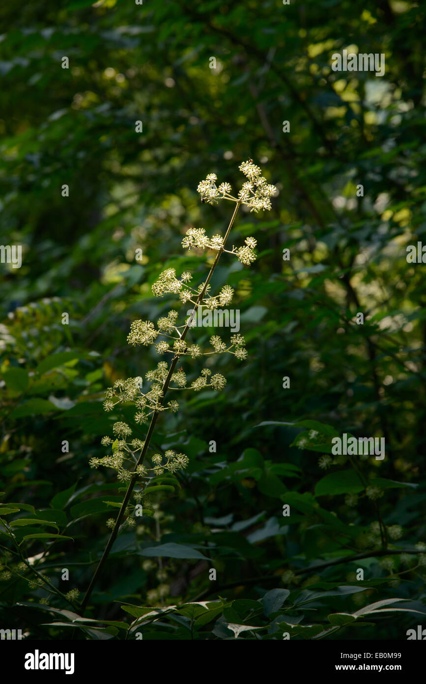 Fatsia hi-res stock photography and images - Alamy